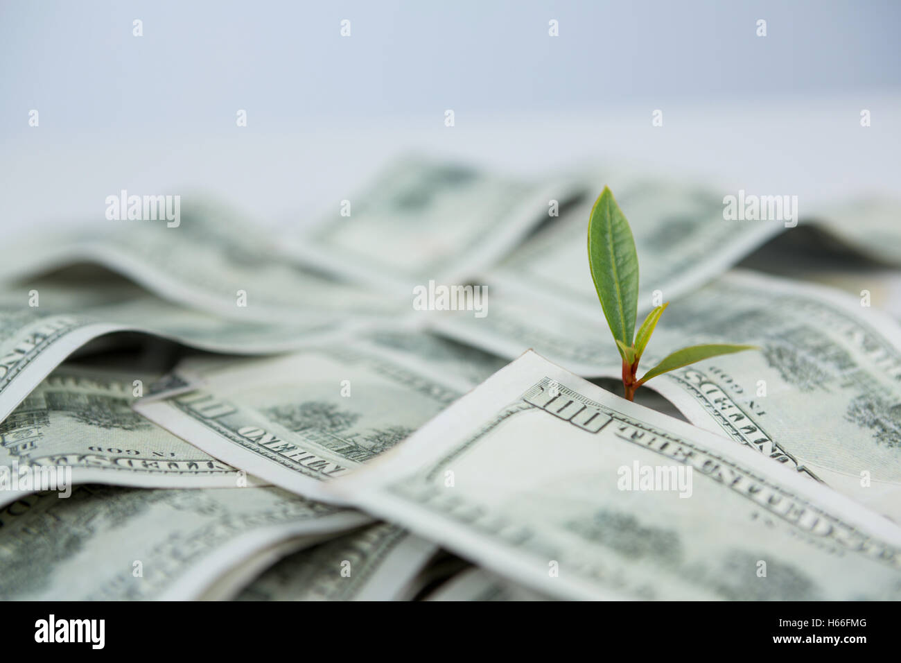 Small plant growing on currency note Stock Photo - Alamy