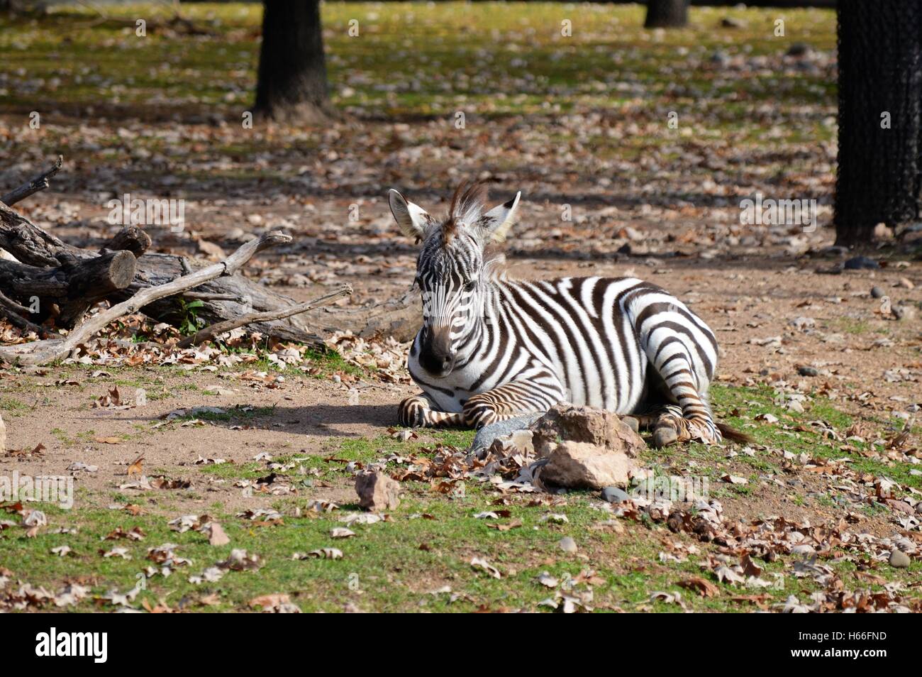 Laying down zebra hi-res stock photography and images - Alamy