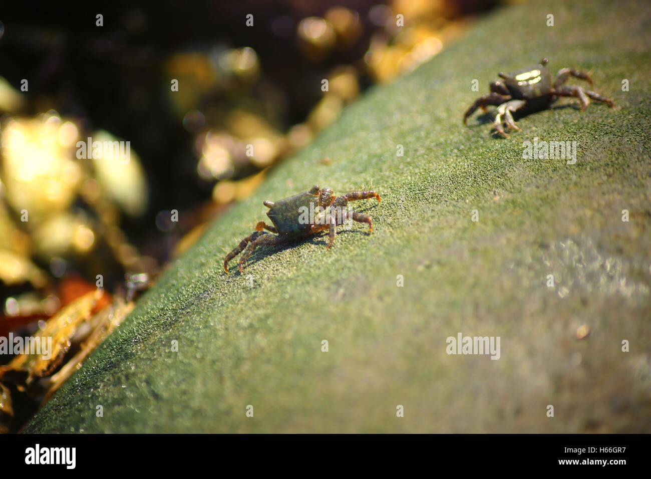 Two small crabs crawl over mossy rocks Stock Photo - Alamy