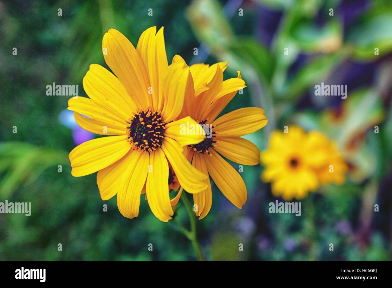 Sunflower with blurred background Stock Photo - Alamy