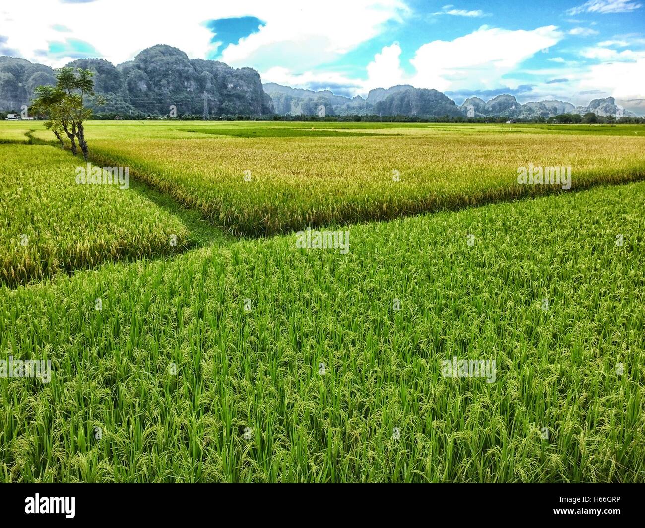 Paddy field on agriculture Stock Photo - Alamy