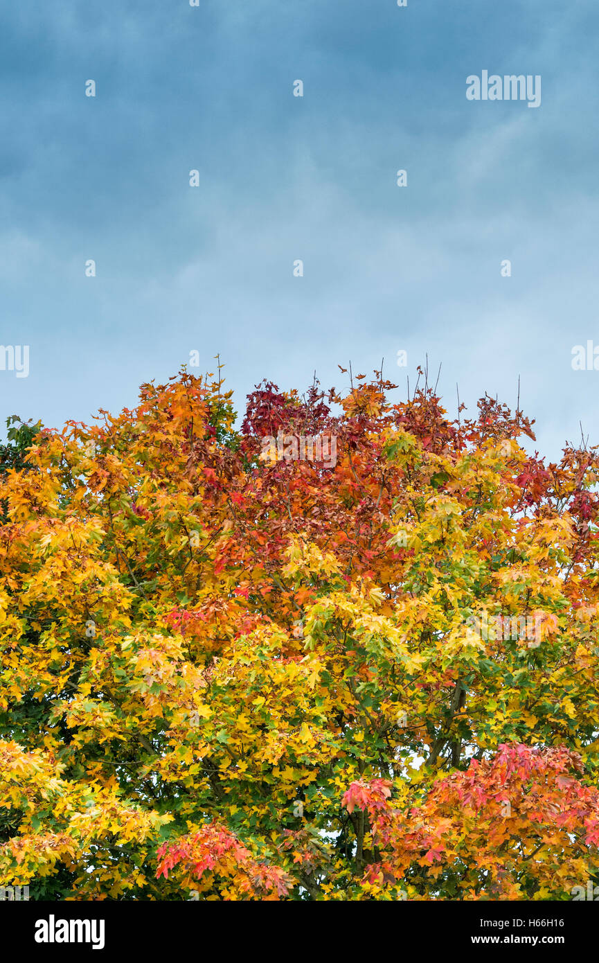 Dark tree canopy hi-res stock photography and images - Alamy
