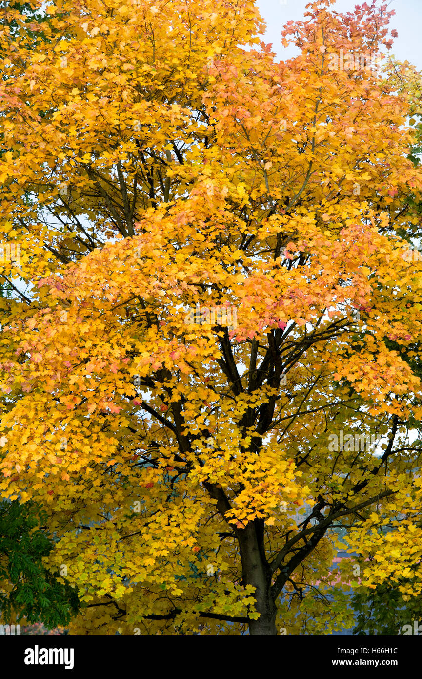 Acer Saccharum. Sugar Maple tree leaves in autumn Stock Photo - Alamy