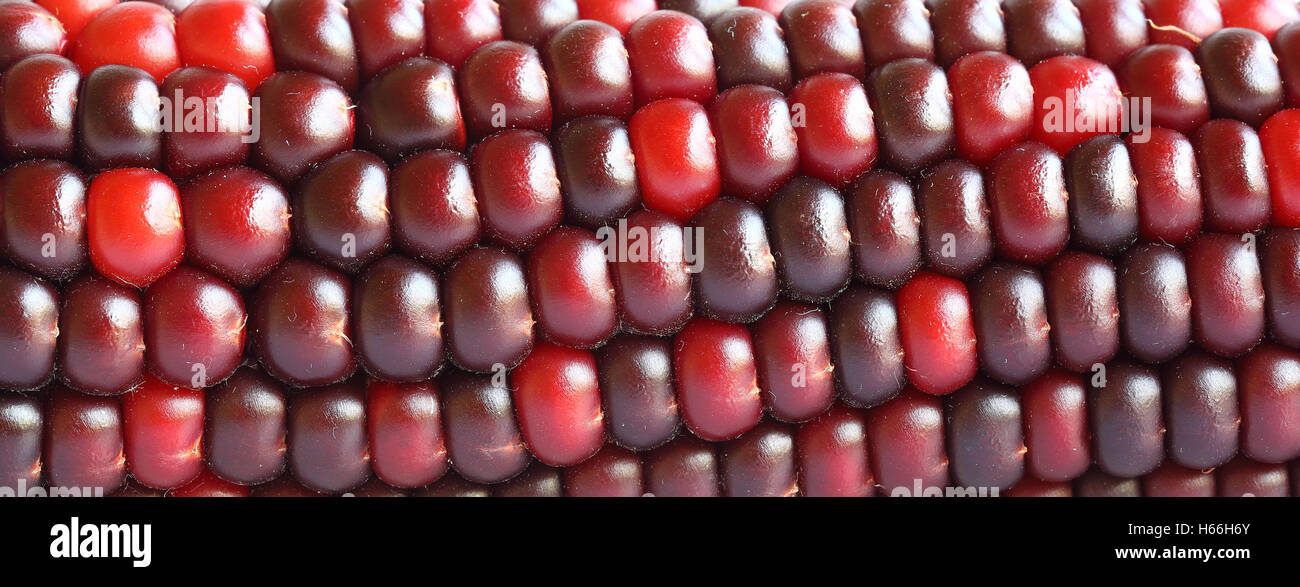 Heirloom corn hi-res stock photography and images - Alamy