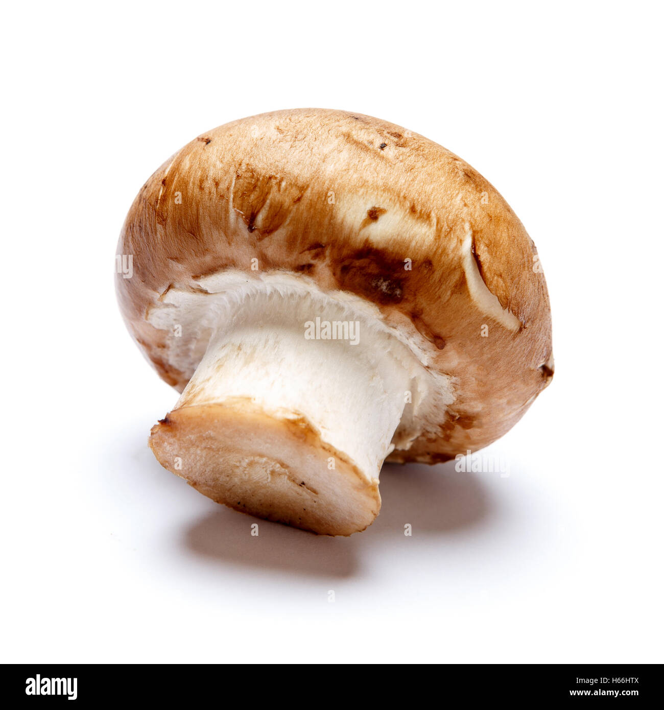 Champignon fungus hi-res stock photography and images - Alamy