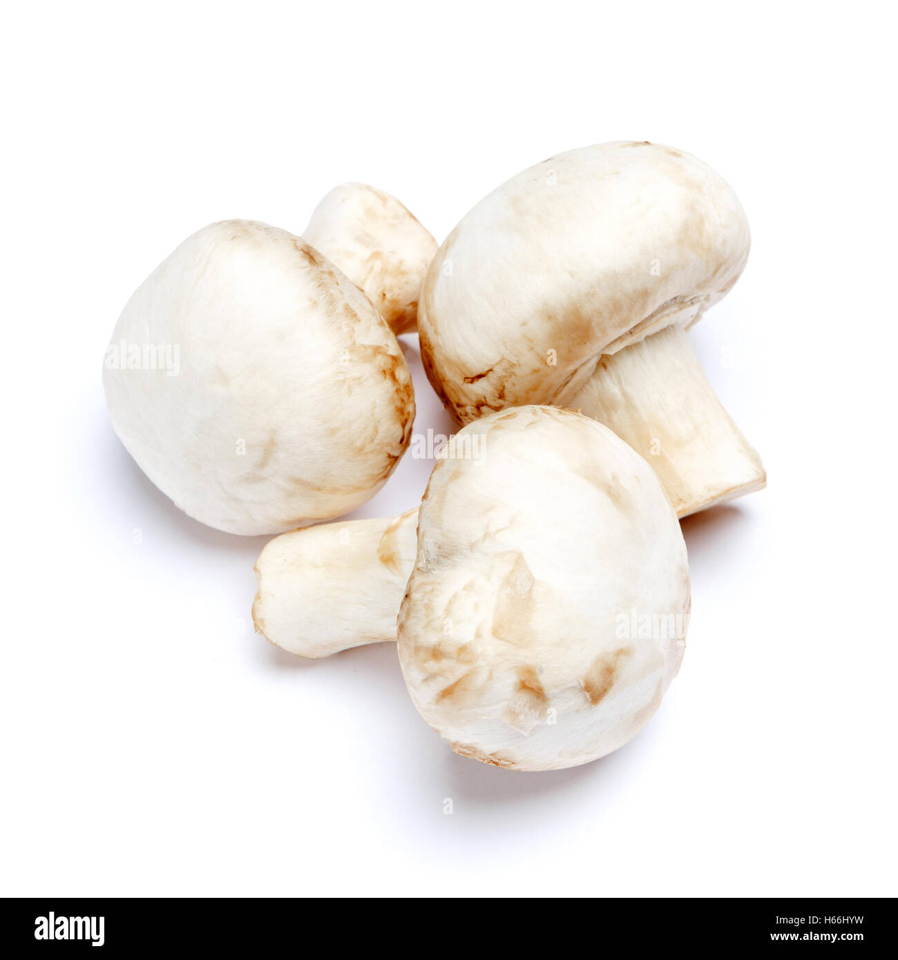 Champignon fungus hi-res stock photography and images - Alamy