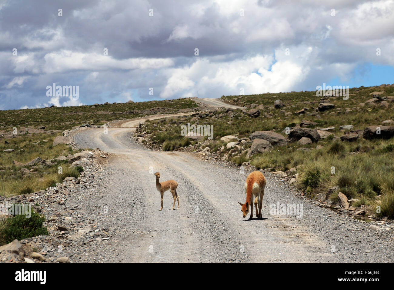 Vicuna group hi-res stock photography and images - Alamy