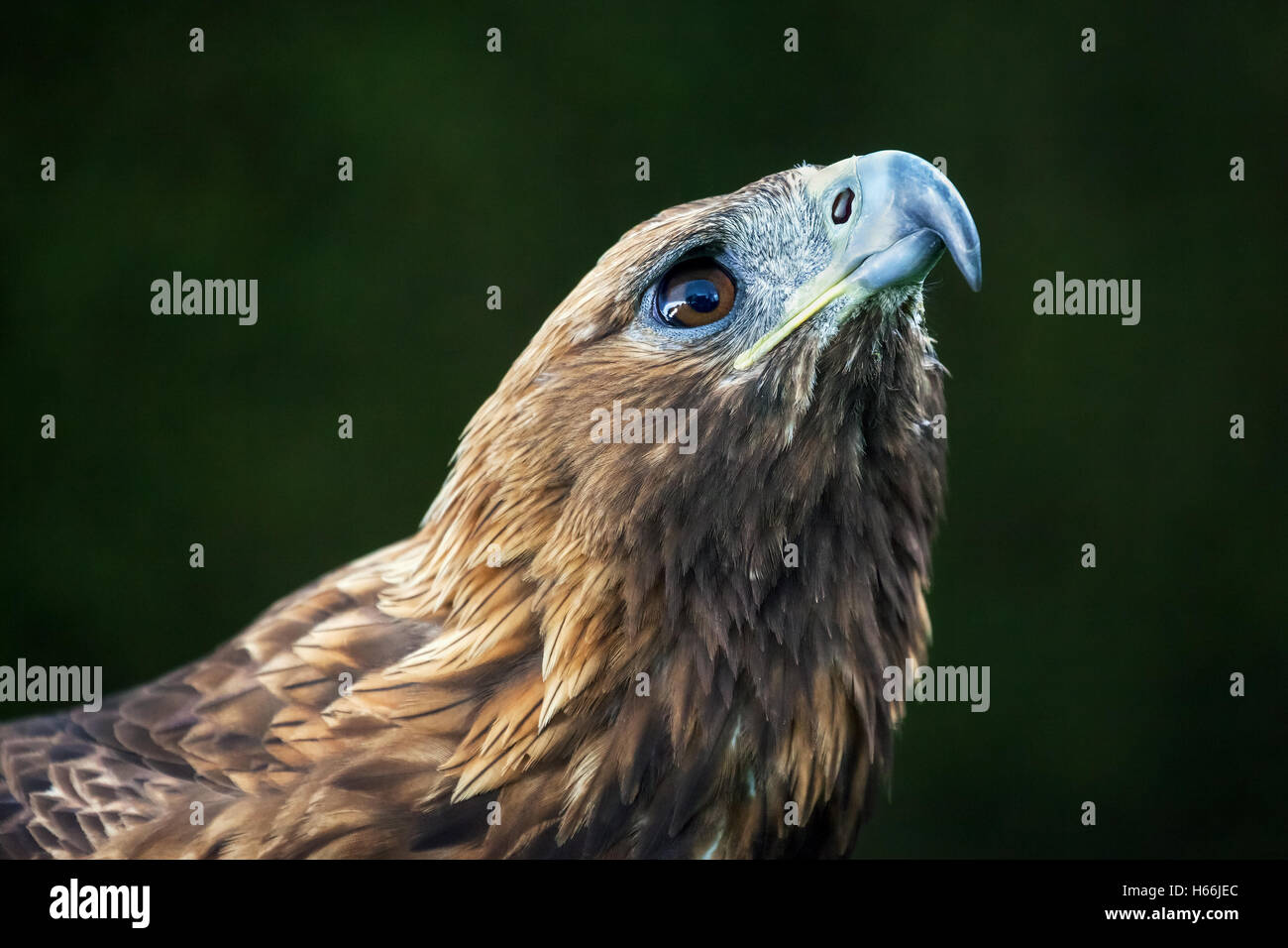 Golden Eagle looking up Stock Photo - Alamy