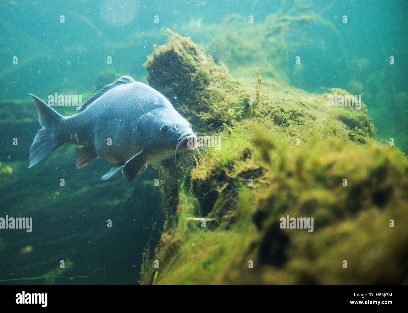 clsoe up on Cyprinus carpio in fresh water Stock Photo - Alamy