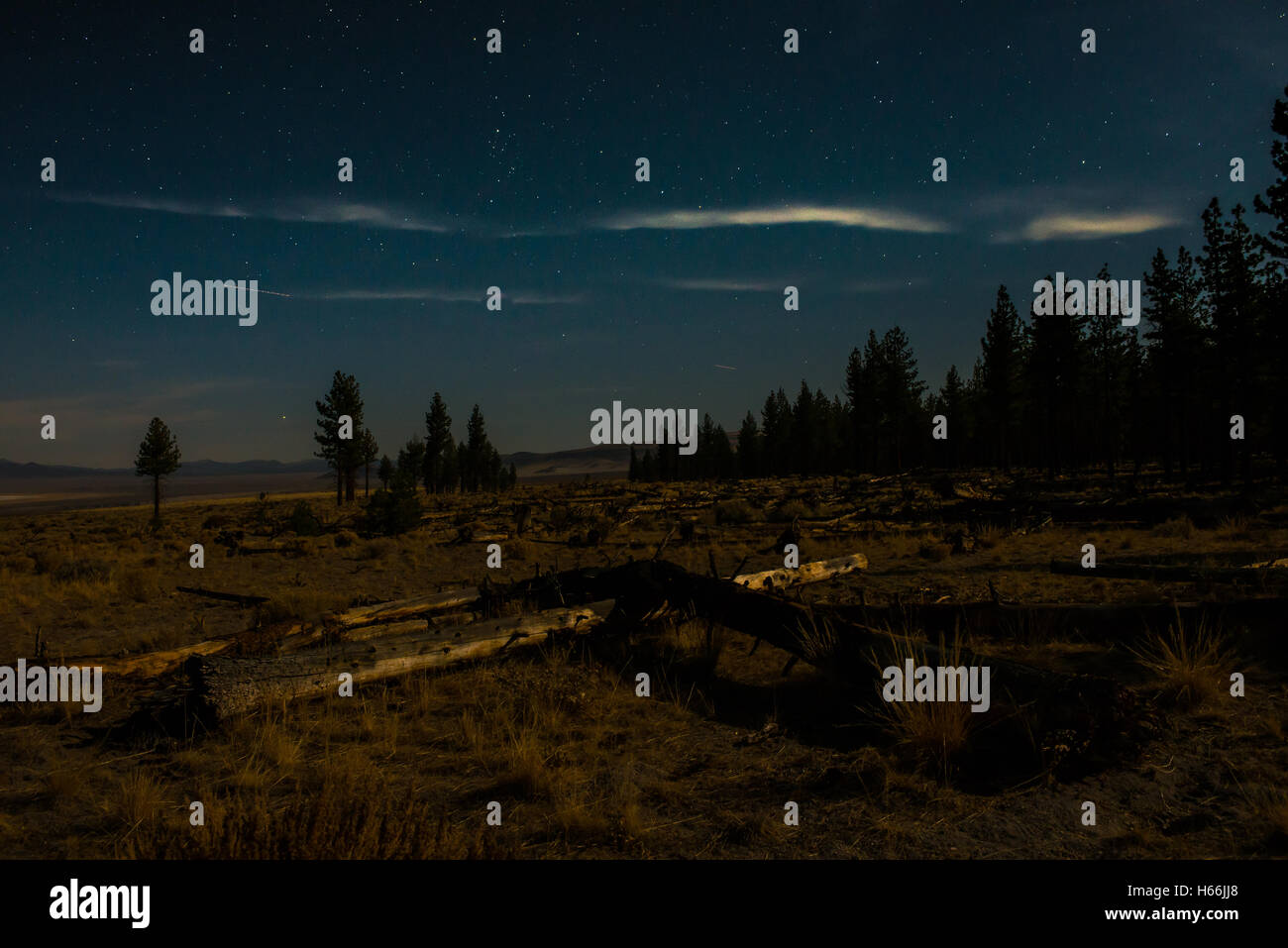 Mono Lake sandy forest in moonlight Stock Photo - Alamy