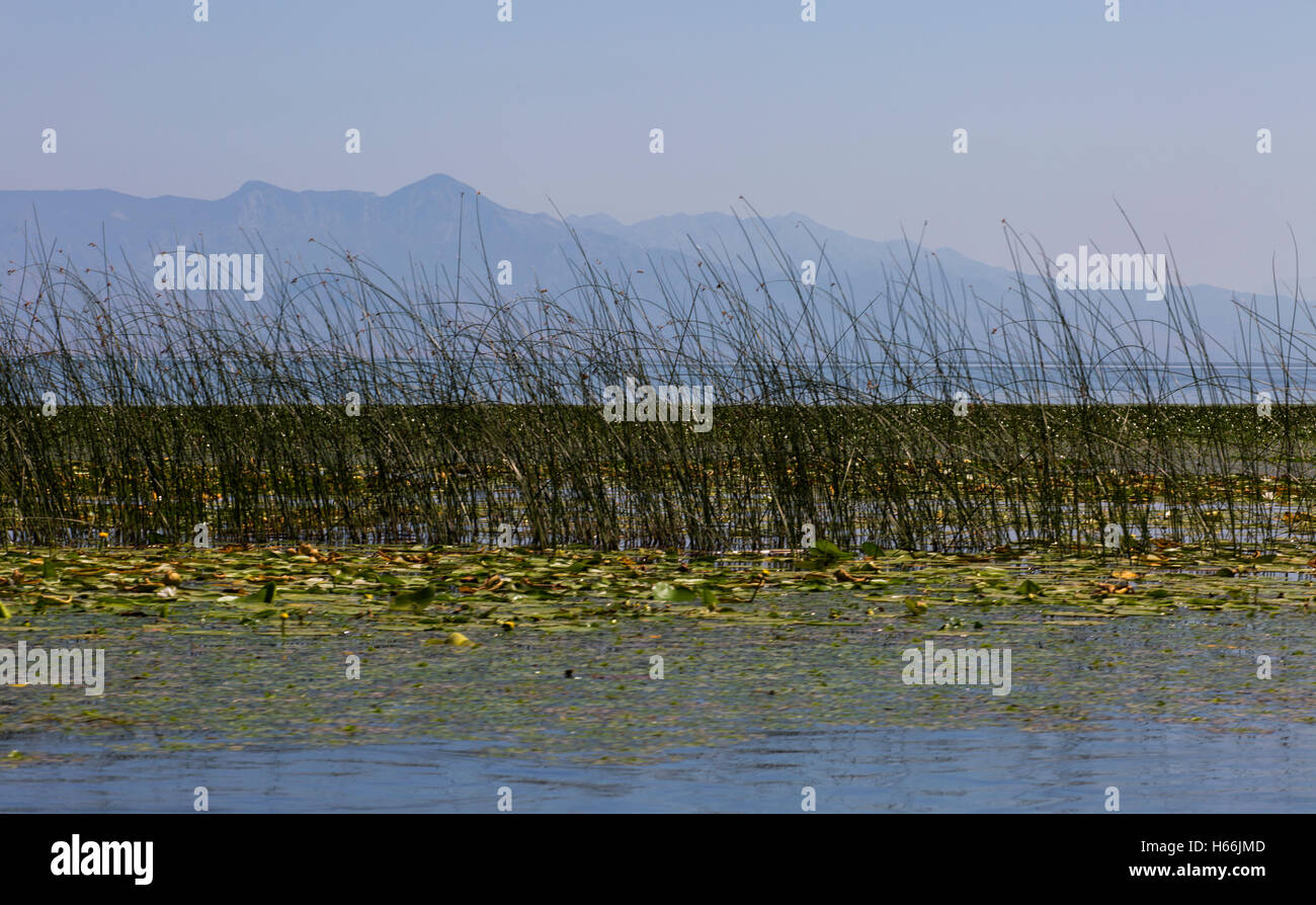 Skadar lake, national park in Montenegro Stock Photo - Alamy
