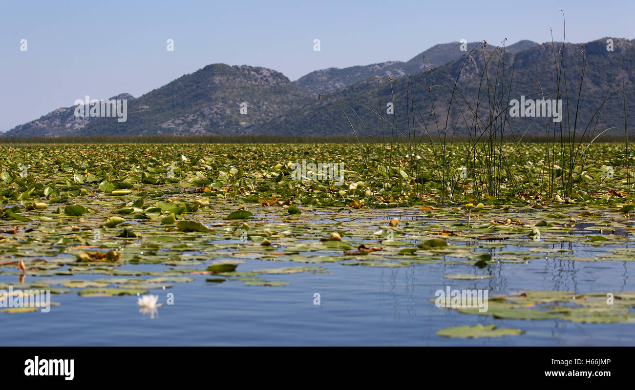Skadar lake, national park in Montenegro Stock Photo - Alamy