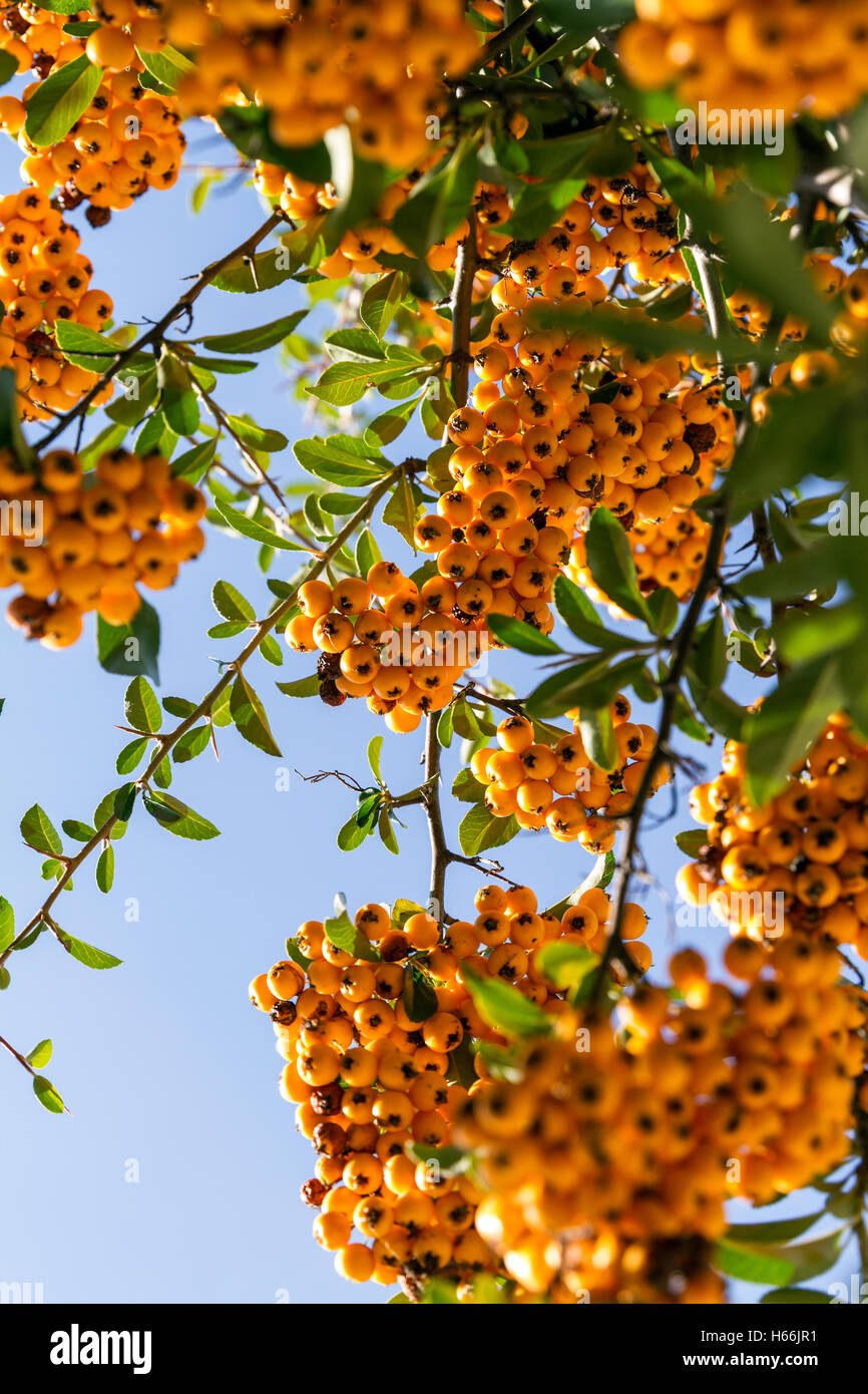 Yellow rowan. Abundant harvest of yellow and orange mountain ash on the ...