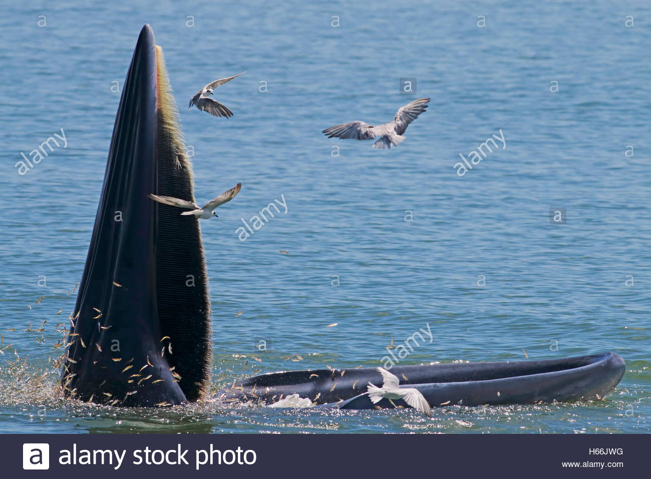 Blue Whale Mouth Stock Photos & Blue Whale Mouth Stock Images - Alamy