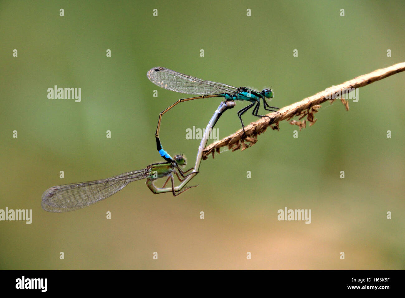 Two dragonflies mating hi-res stock photography and images - Alamy