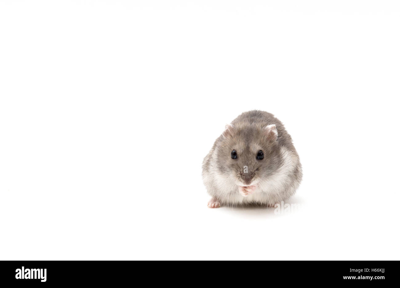 picture of a little and cute mouse Stock Photo - Alamy