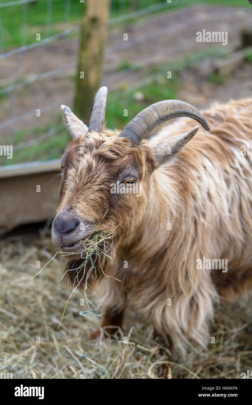 Farmed goat hi-res stock photography and images - Alamy