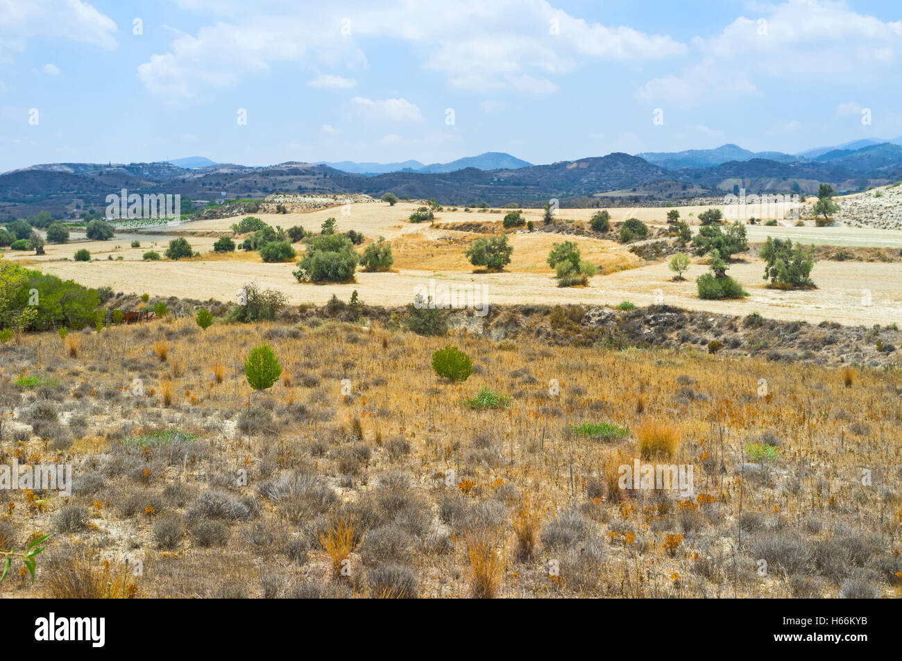 The white soils with the poor vegetation in Troodos mountain region of ...