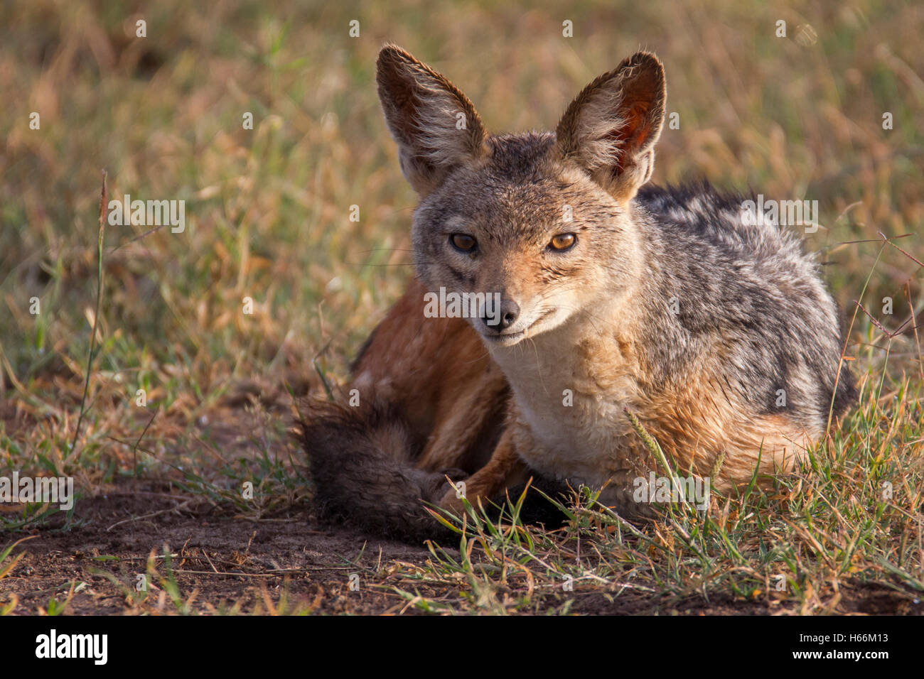 black-backed jackal Canis mesomelas laying on the ground front view ...