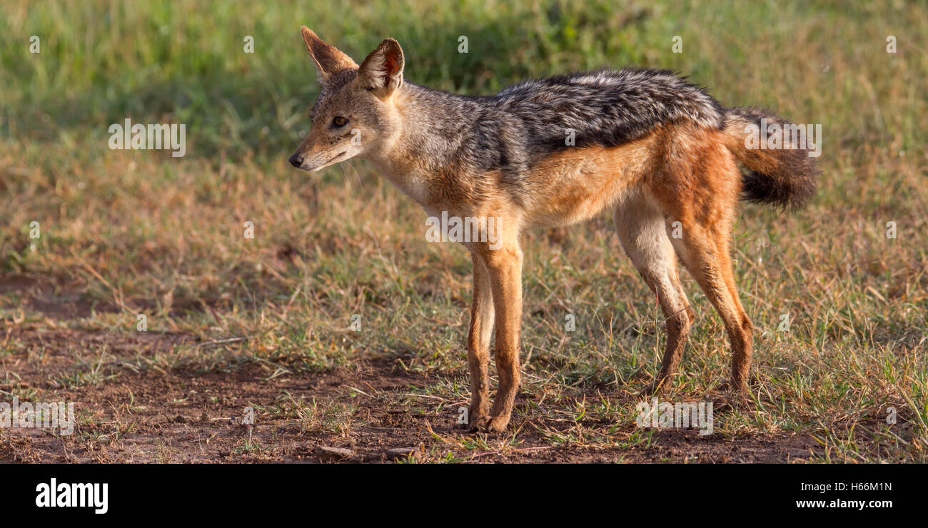 Sole jackal hi-res stock photography and images - Alamy