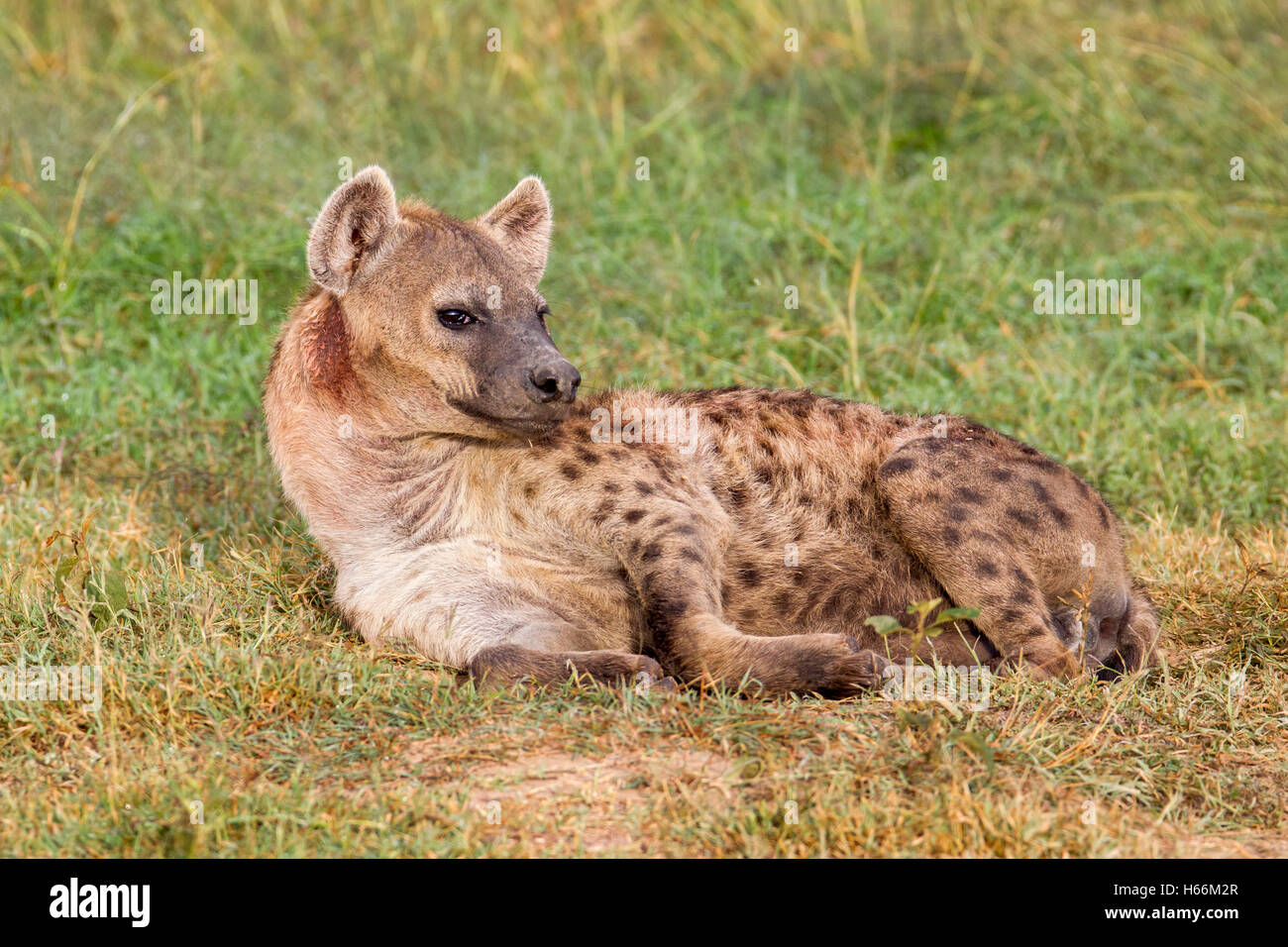 Spotted Hyena Crocuta Crocuta Laughing Hyena High Resolution Stock ...