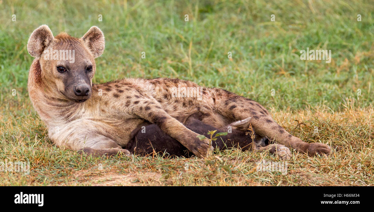 Hyena feed hi-res stock photography and images - Alamy