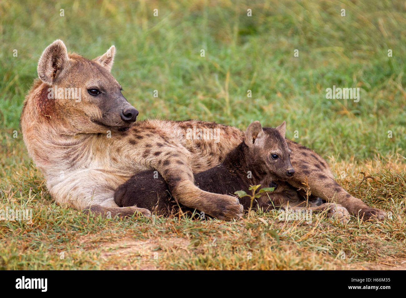 female Spotted hyena Crocuta crocuta or laughing hyena, laying outside ...