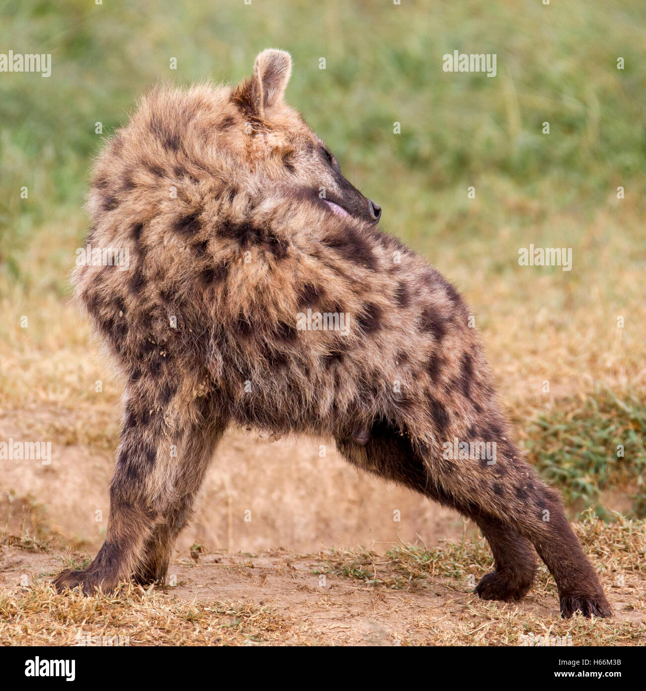 Spotted hyena Crocuta crocuta or laughing hyena, stretching outside the ...