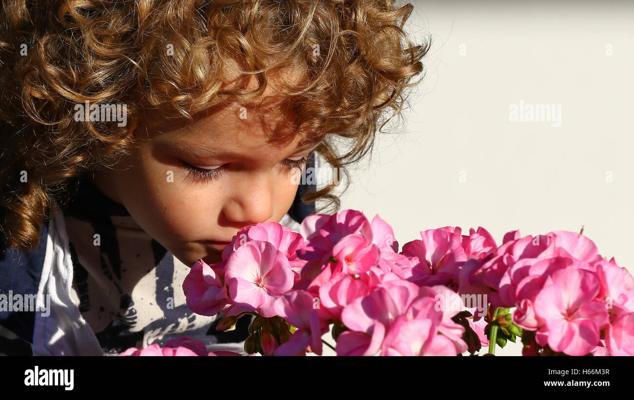 Young child sniffing and smelling the scent of bright pink flowers ...