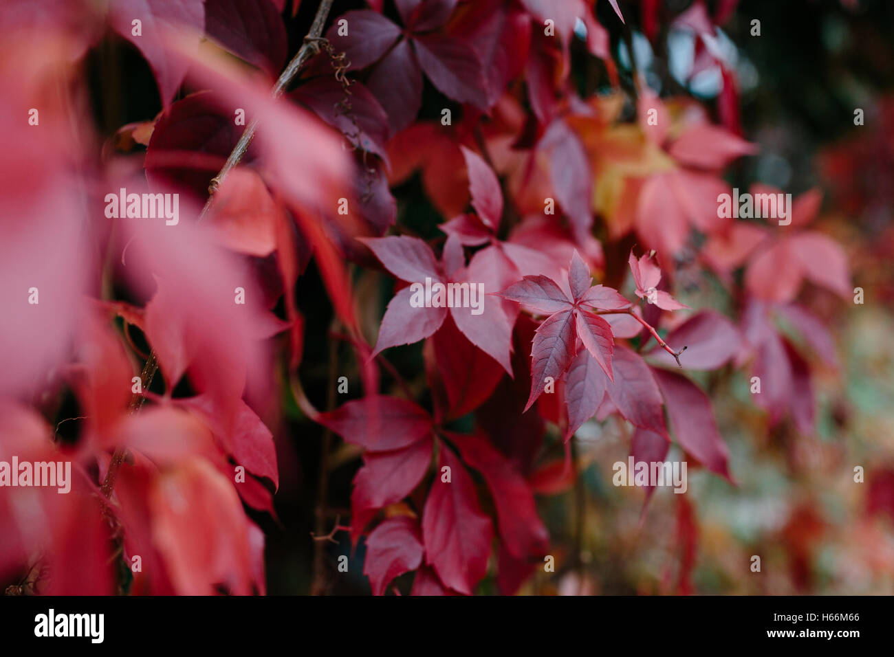 Red autumn leaves Stock Photo - Alamy
