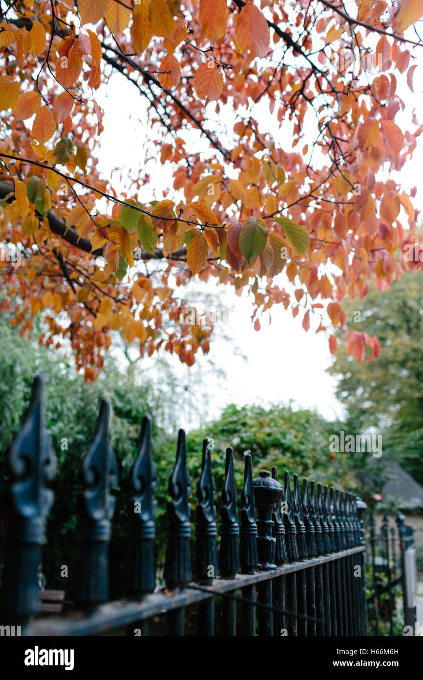 Tree hanging over fence hi-res stock photography and images - Alamy