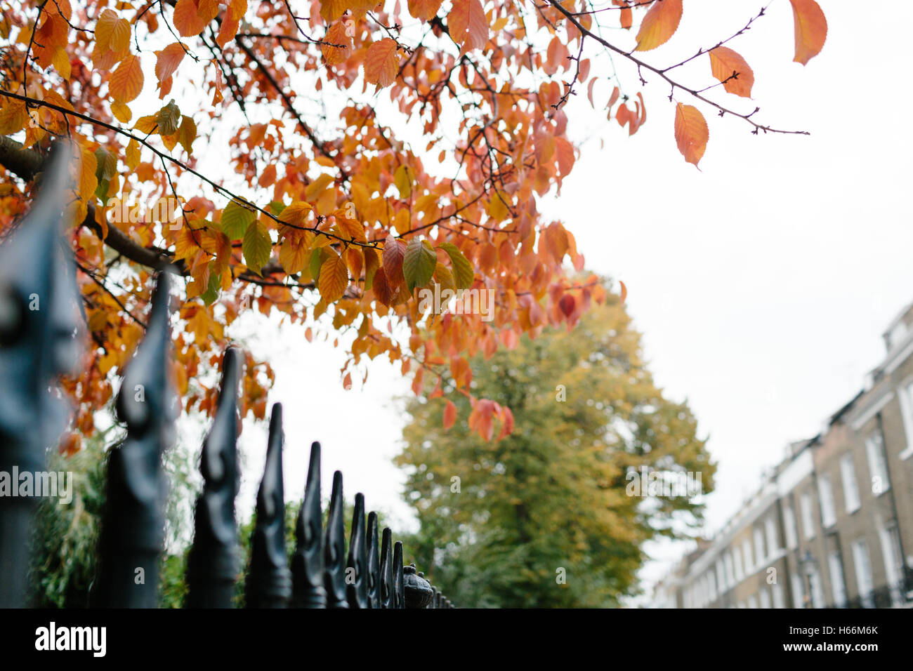 Fence leaves hi-res stock photography and images - Alamy