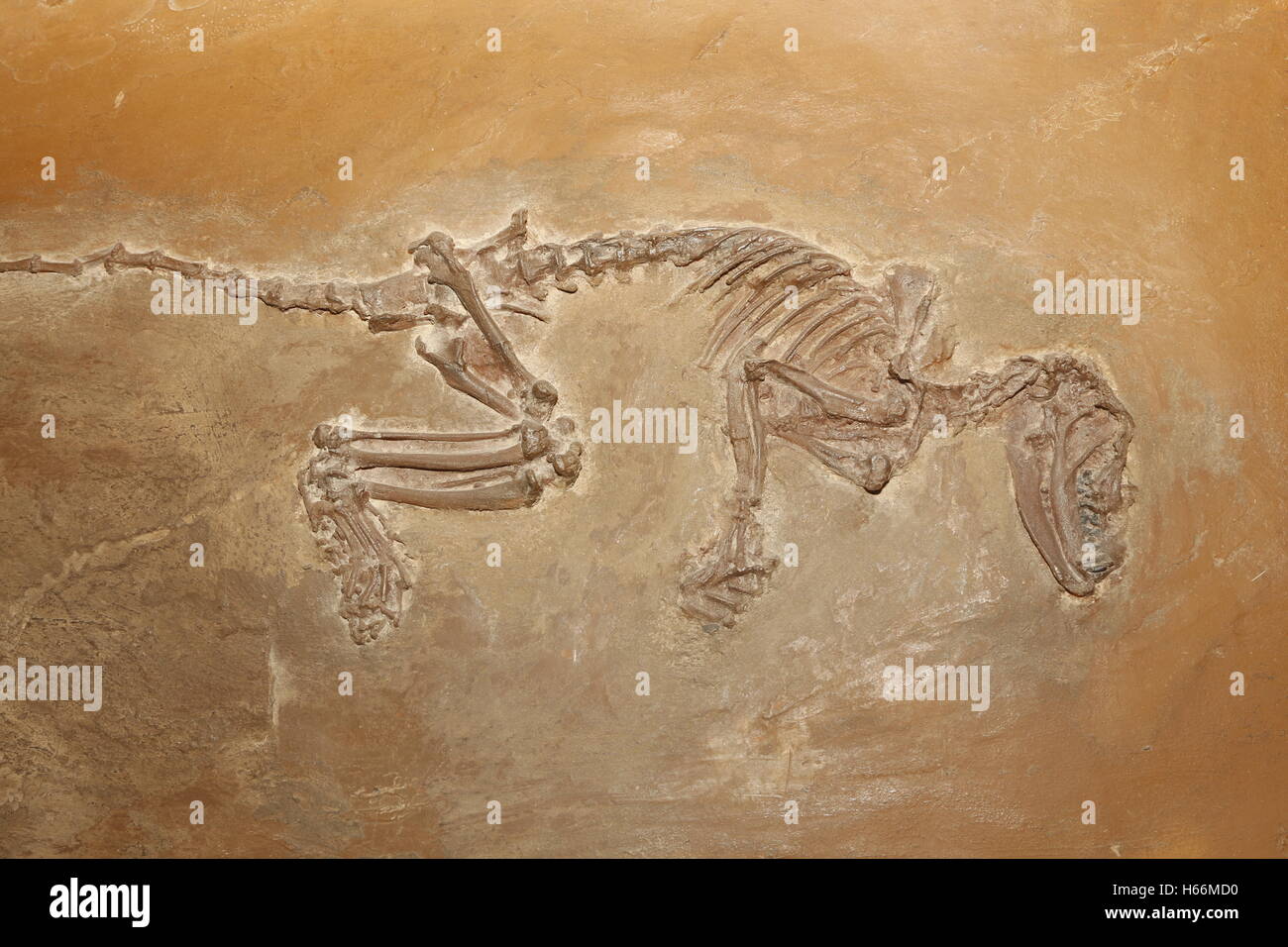 Fossil Mammal, Aumelasia sp., Eocene, Germany Stock Photo - Alamy Fossil Mammal, Aumelasia sp., Eocene, Germany Stock Photo - Alamy