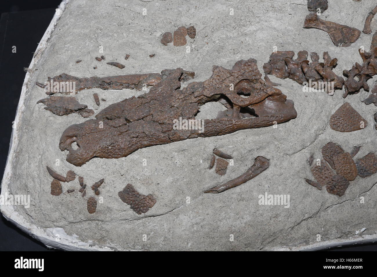 Fossil crocodile skeleton, Borealosuchus Stock Photo - Alamy