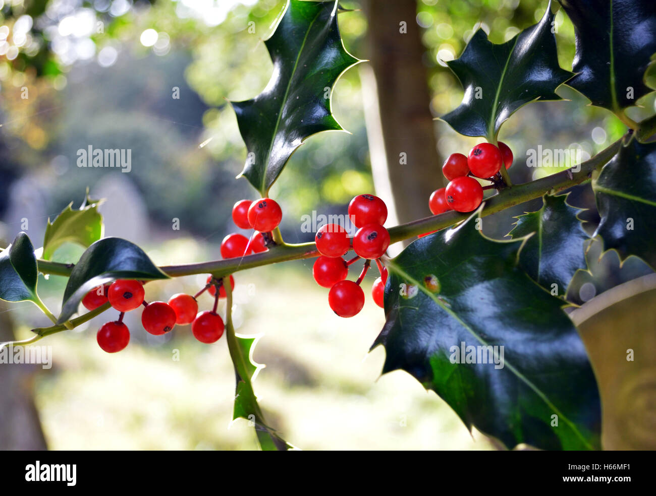 Close up of a branch of a European holly tree with red berries and ...