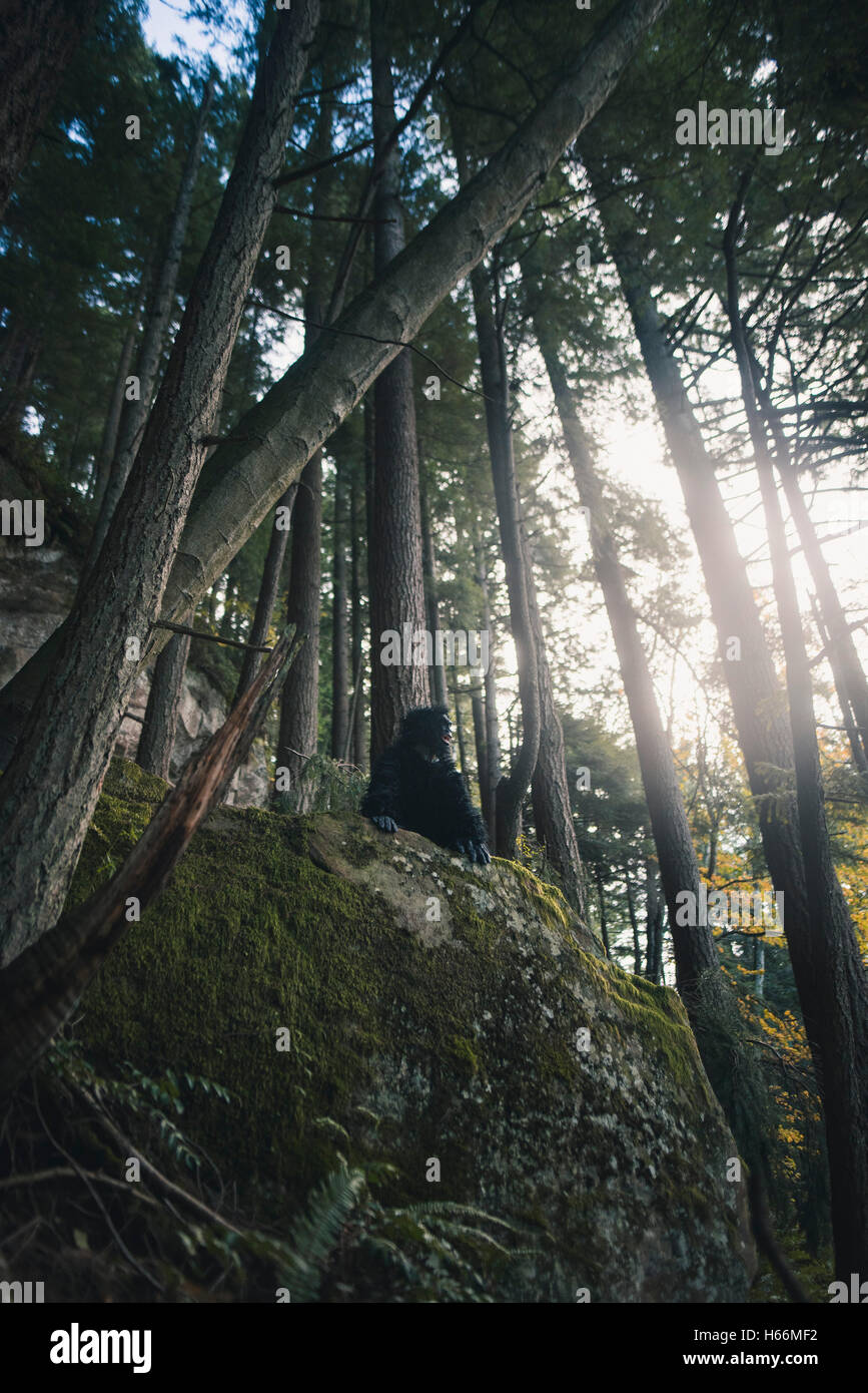 Bigfoot sasquatch hi-res stock photography and images - Alamy