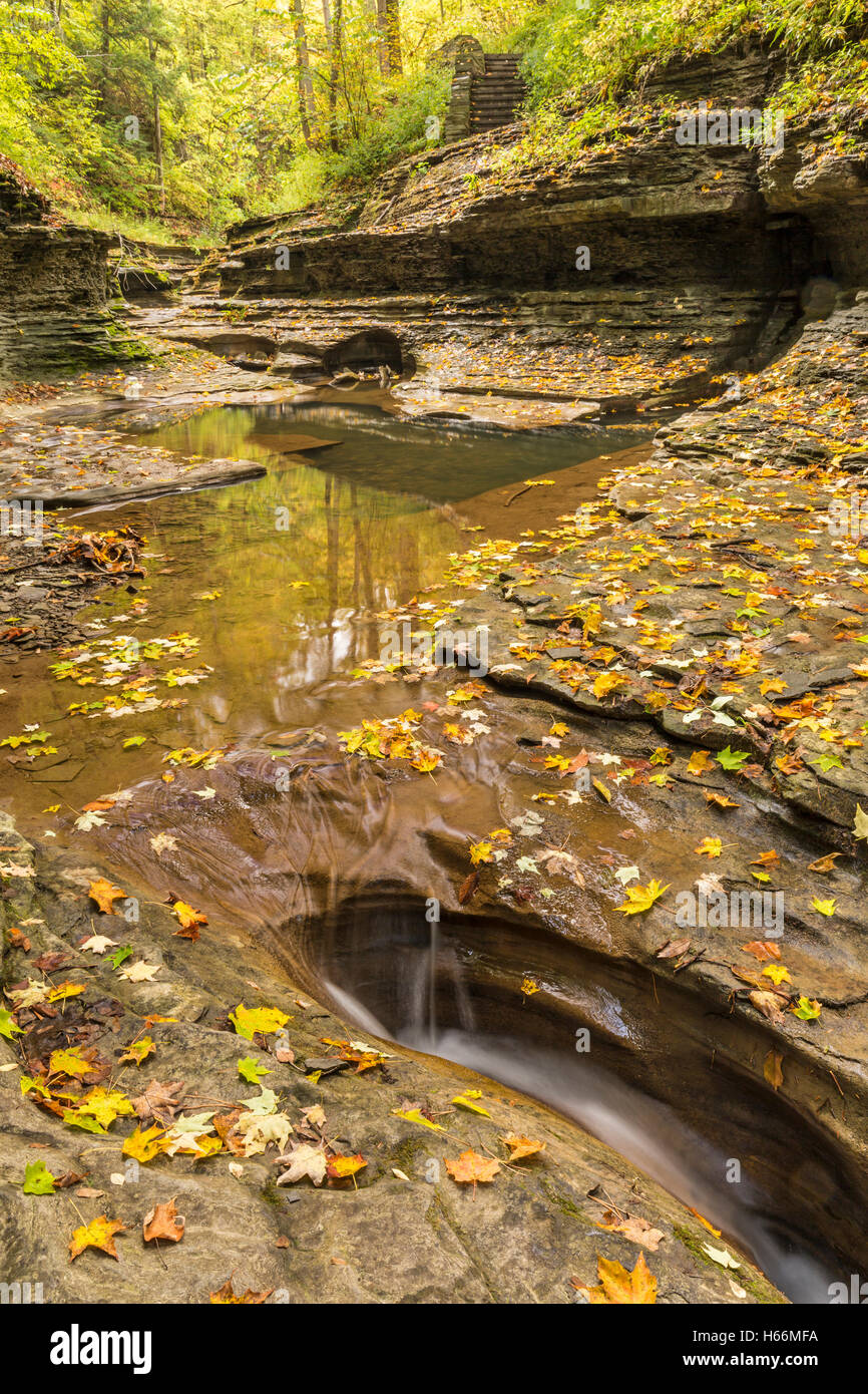 Pools of leaves hi-res stock photography and images - Alamy