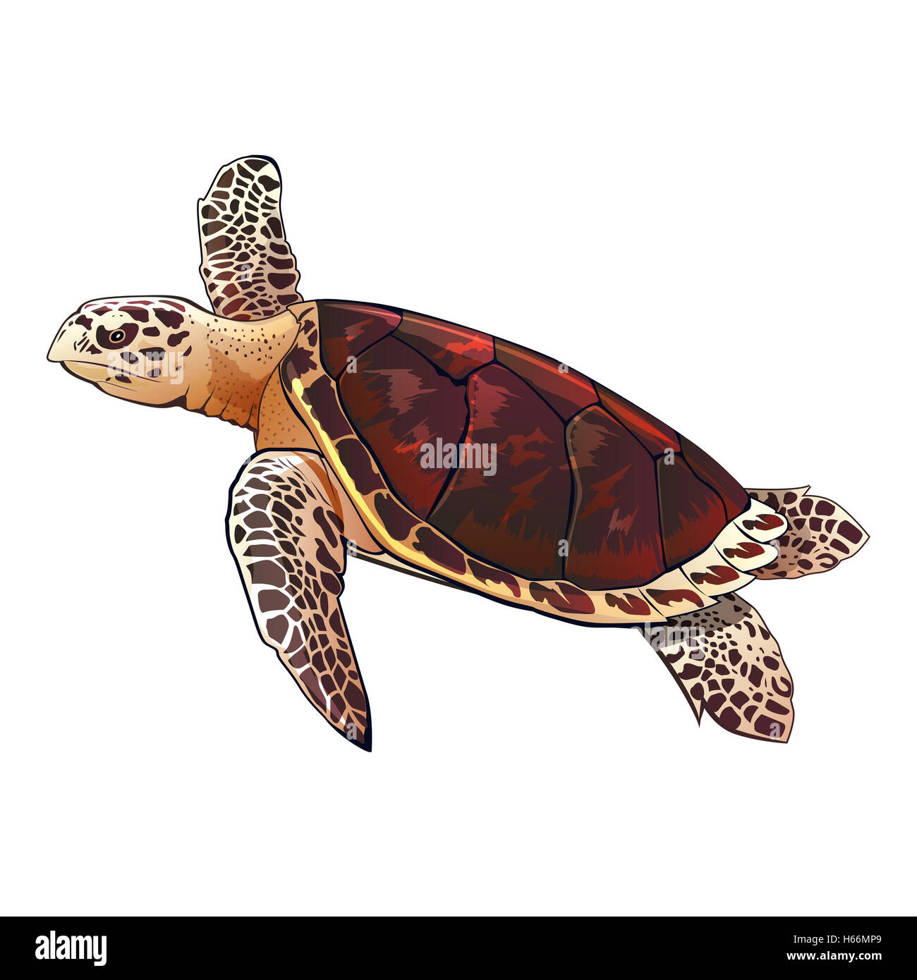 Sea Turtle Illustration Stock Photo - Alamy