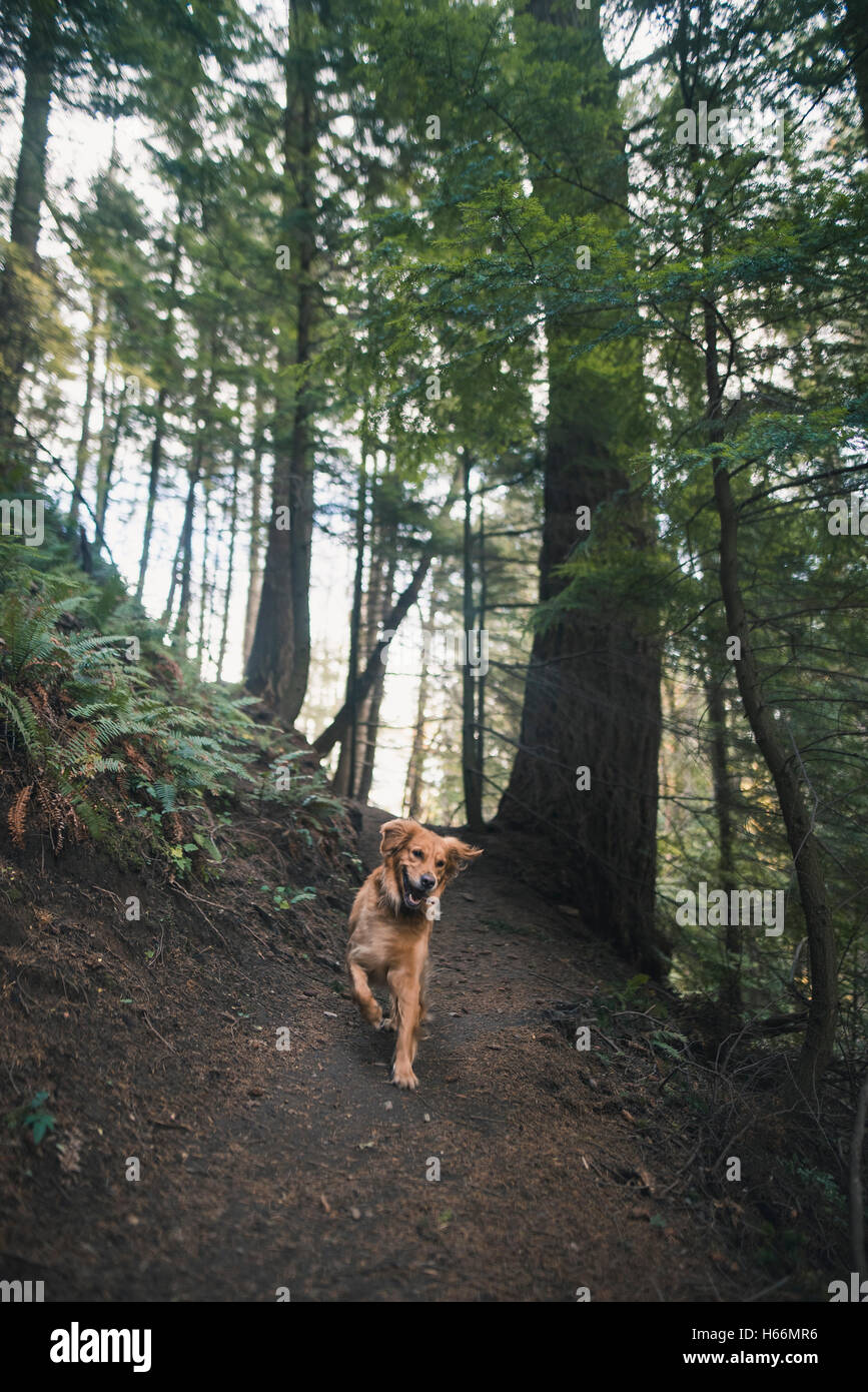 Golden retriever in forest hi-res stock photography and images - Alamy