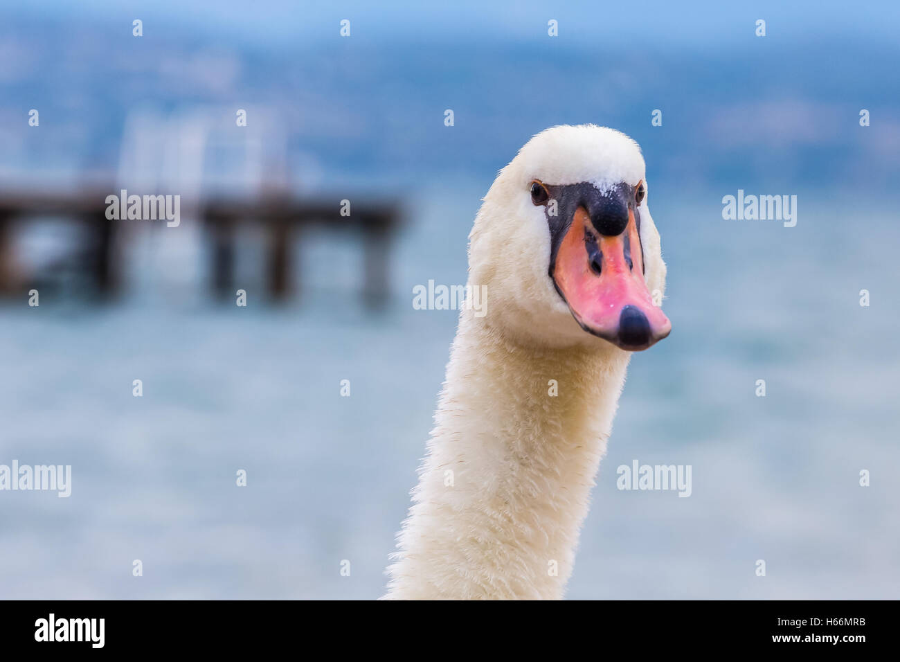 A swan, head and neck viewed from the front with a lake and wharf in ...