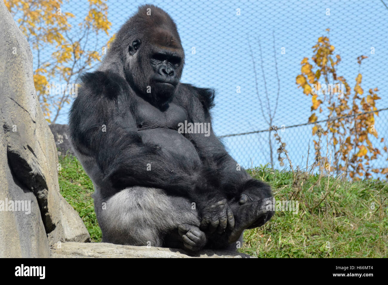 Gorilla strong pose hi-res stock photography and images - Alamy