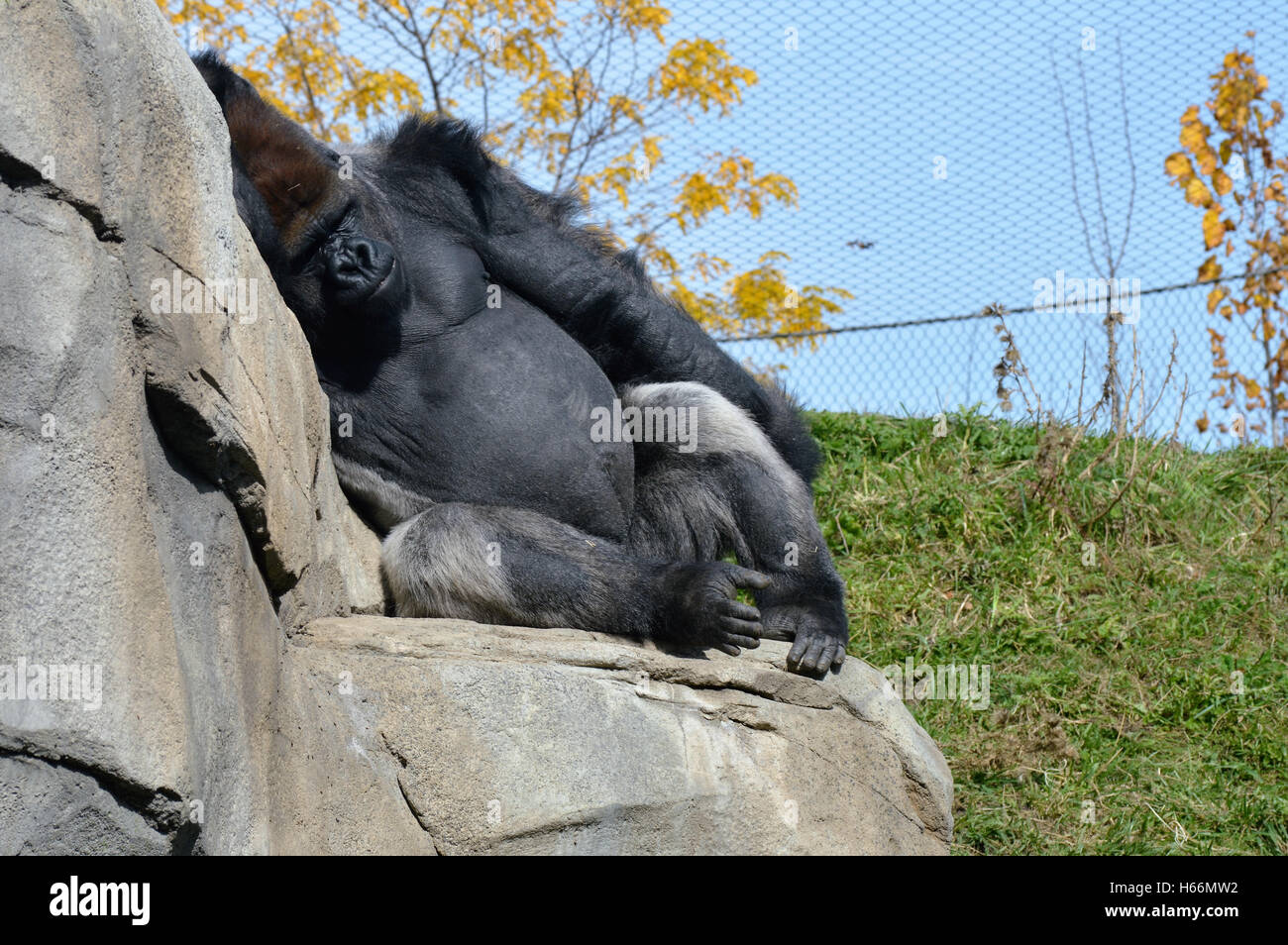 Western Lowland Gorilla Stock Photo - Alamy
