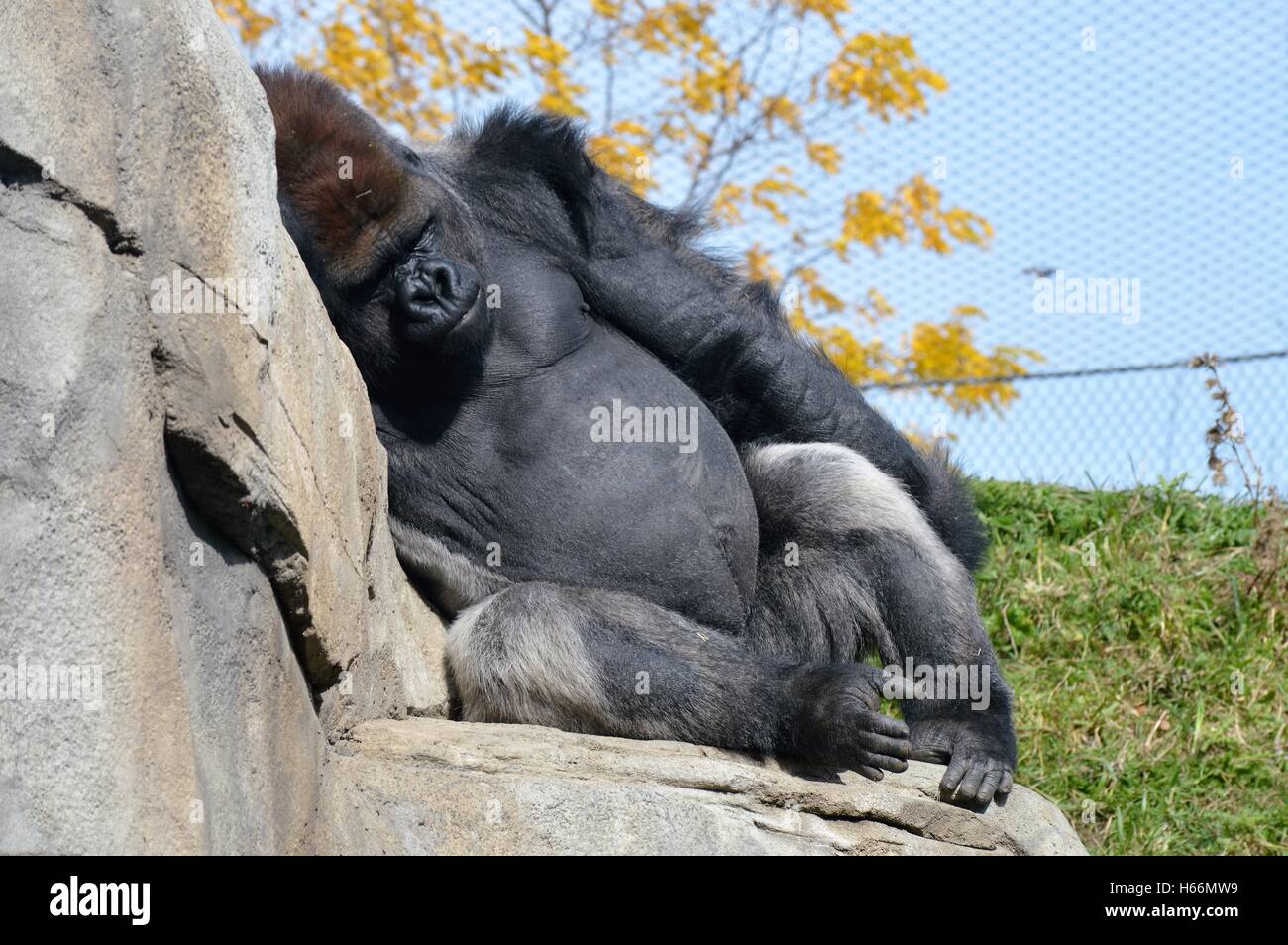Western Lowland Gorilla Stock Photo - Alamy