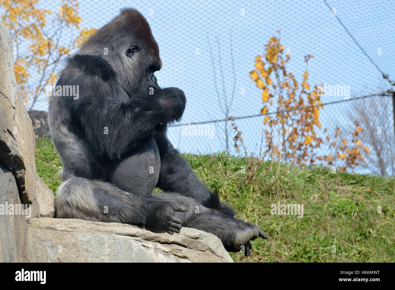 Silverback mountain gorilla watching hi-res stock photography and ...
