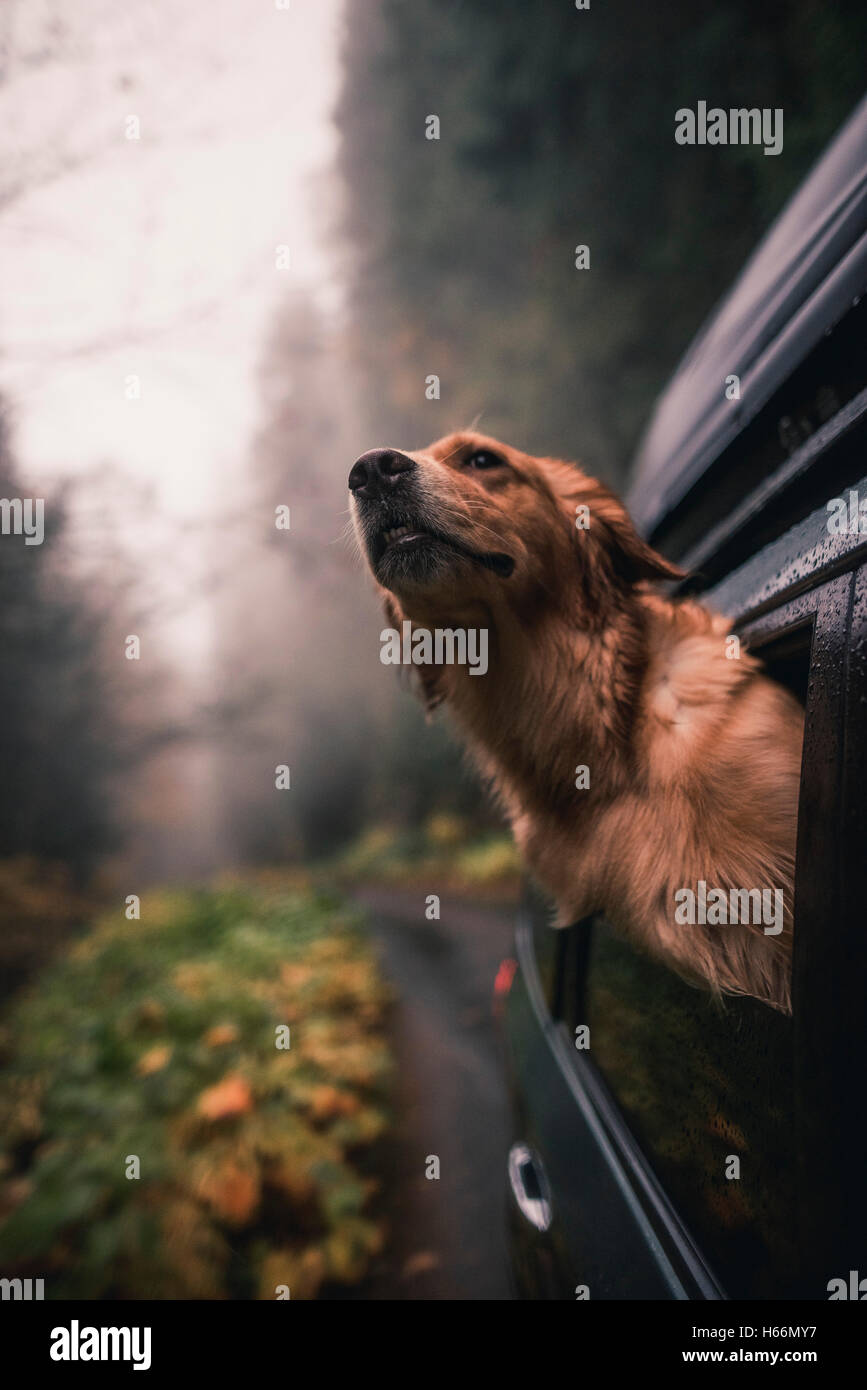 Golden retriever in car hi-res stock photography and images - Alamy