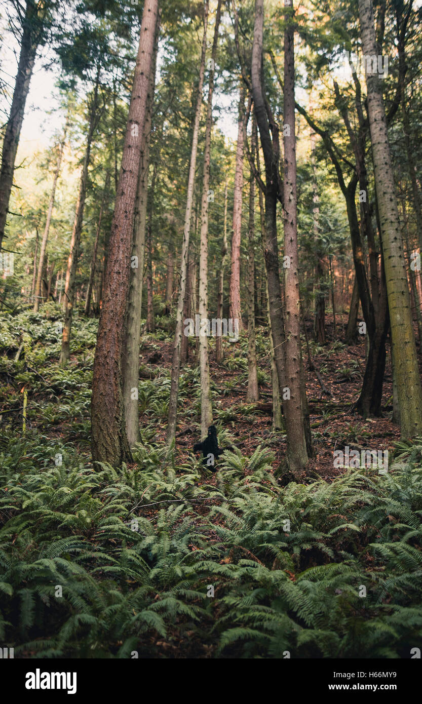 The legend of bigfoot Stock Photo - Alamy
