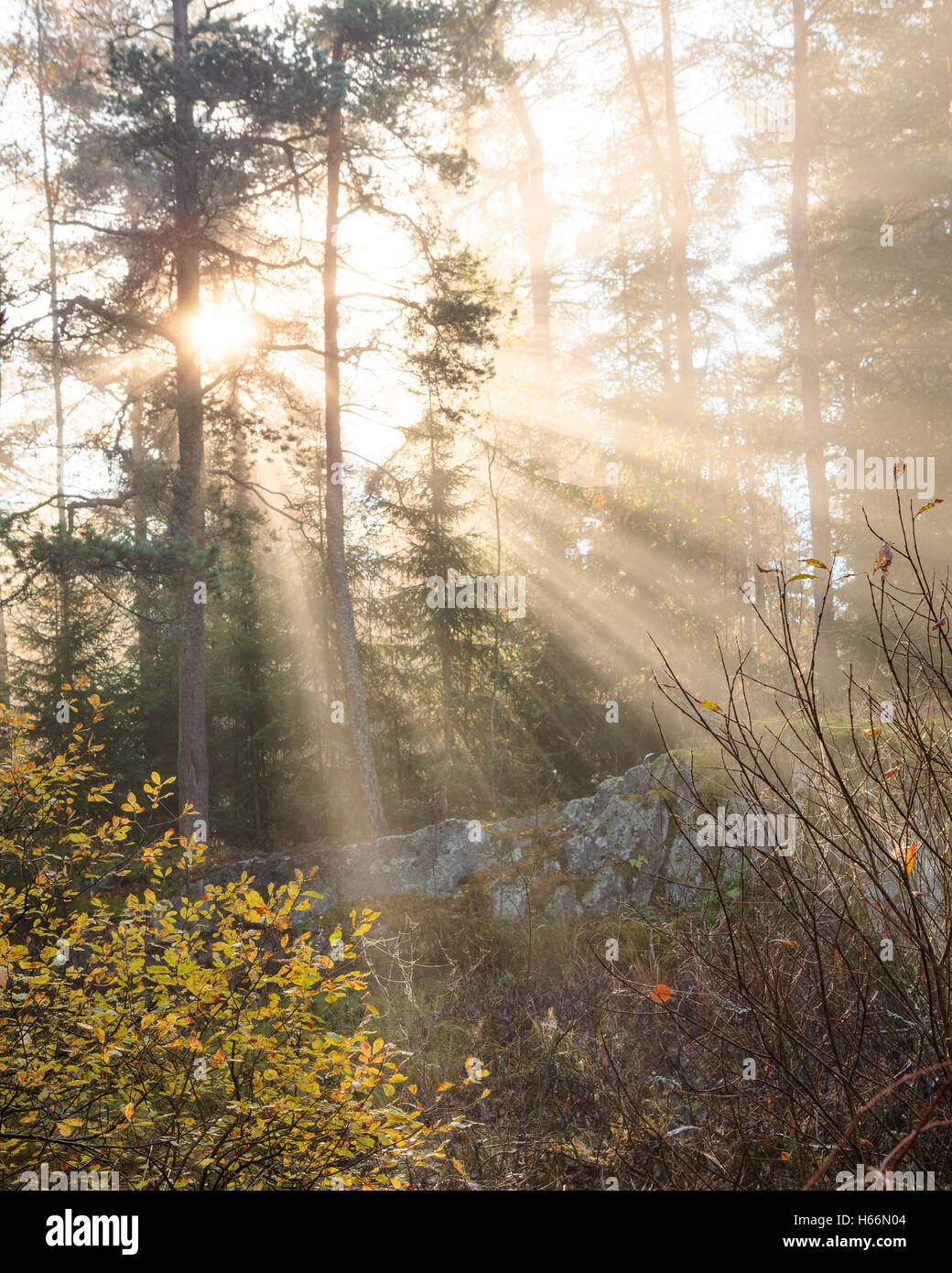 Foggy morning sun light forest Stock Photo - Alamy