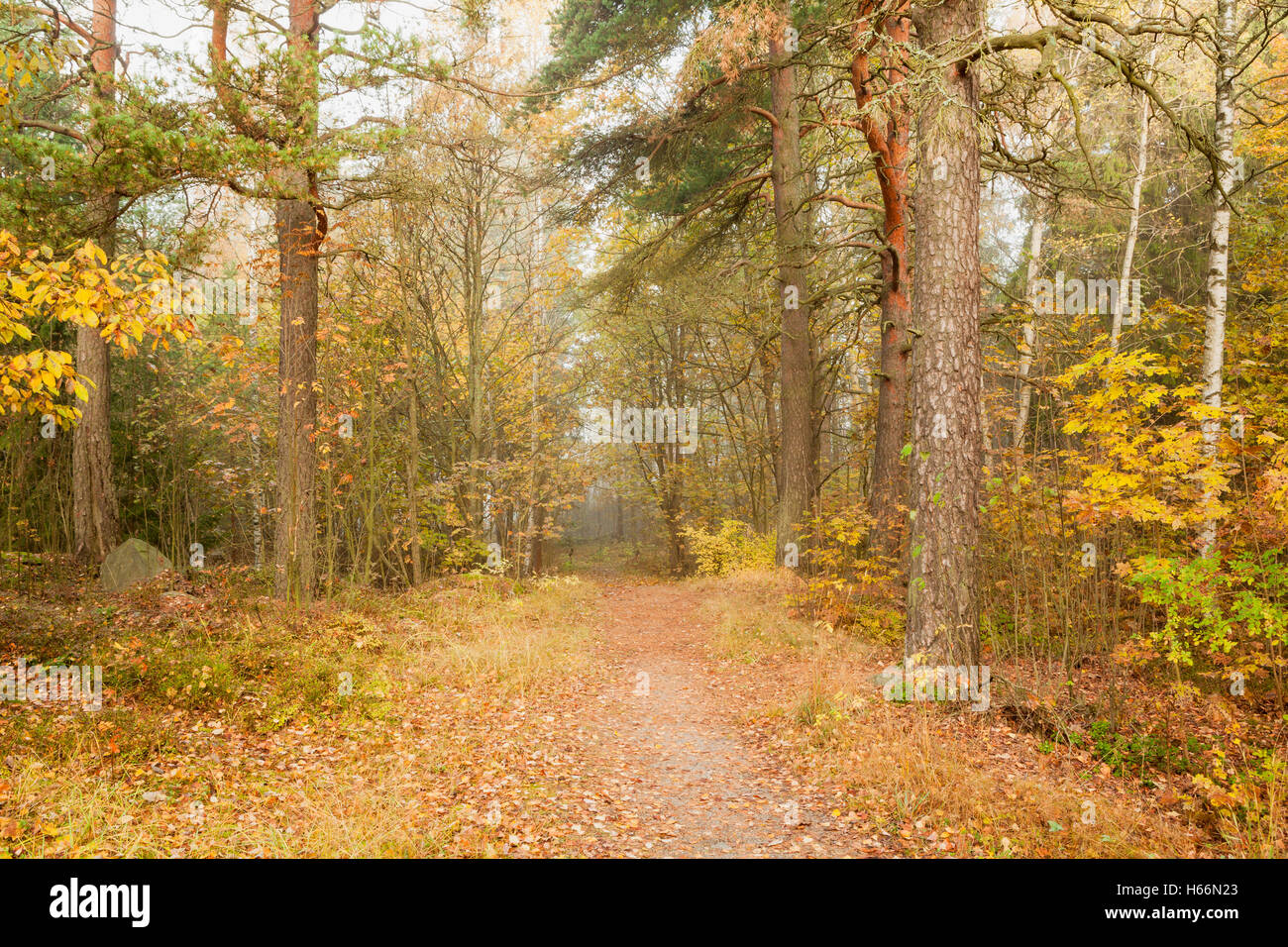 Foggy morning autumn forest Stock Photo - Alamy