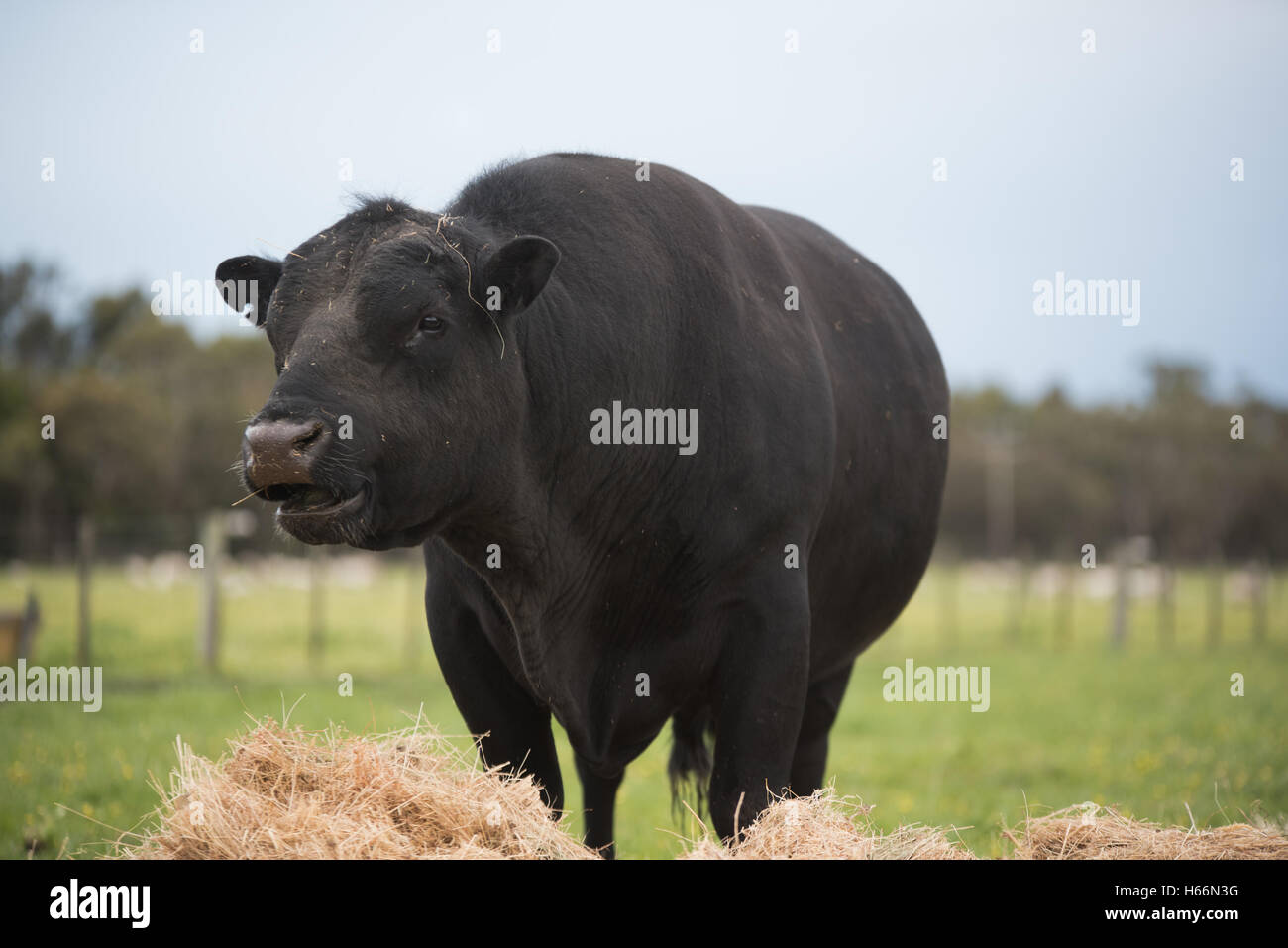 Black Angus Bull Stock Photo - Alamy