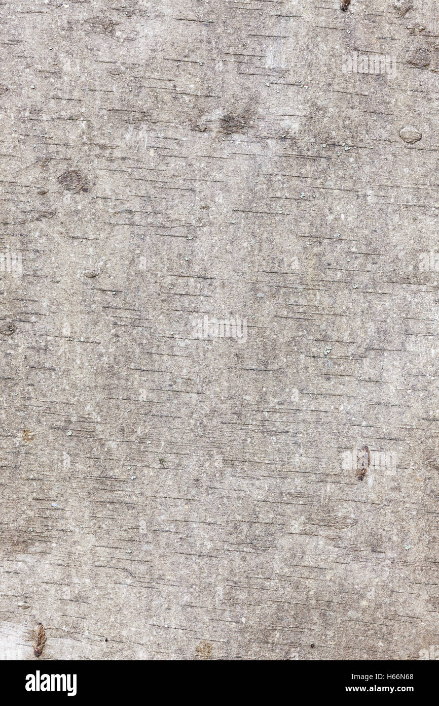 Birch bark texture Stock Photo - Alamy
